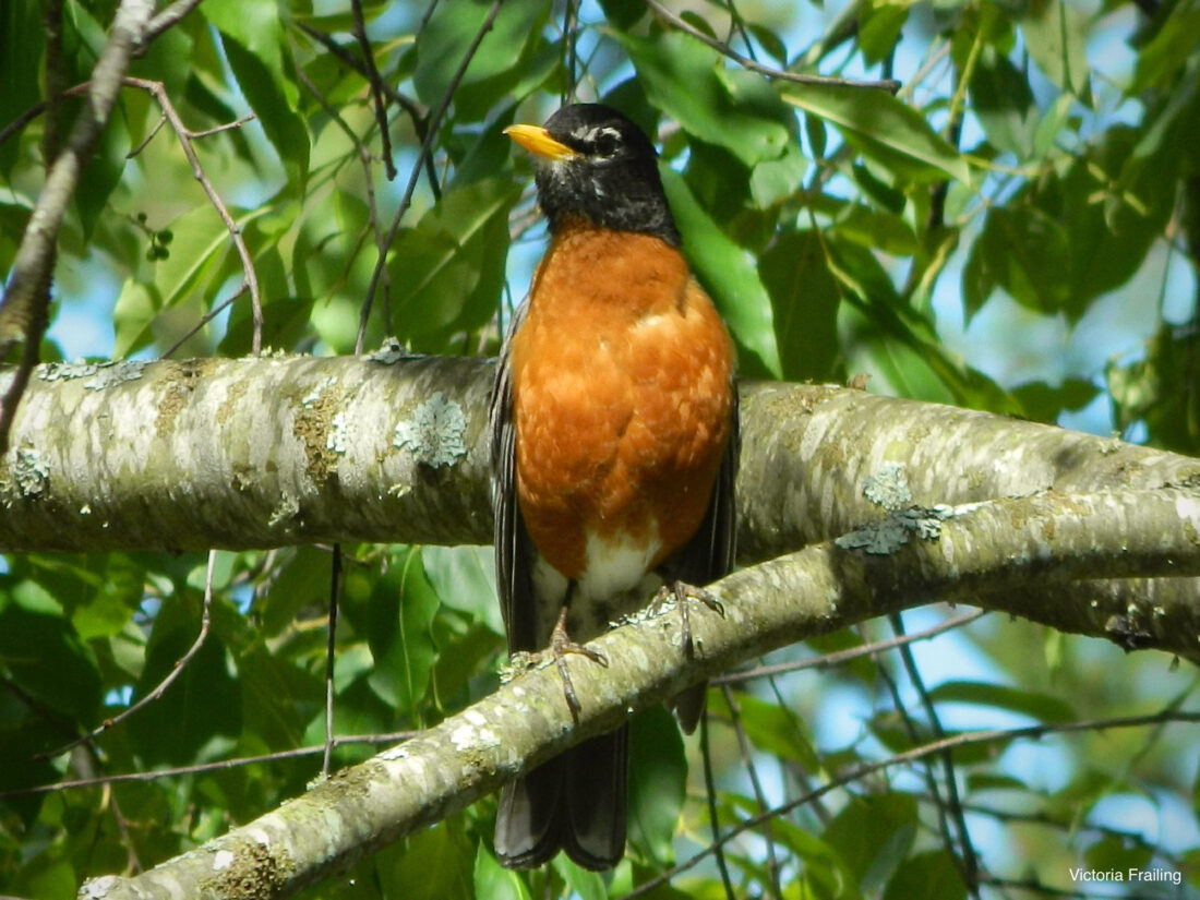 Catchin’ some rays | News, Sports, Jobs - The Mining Journal